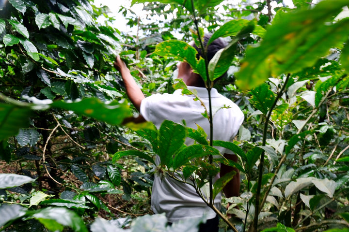 Dynamic Coffee Roasters