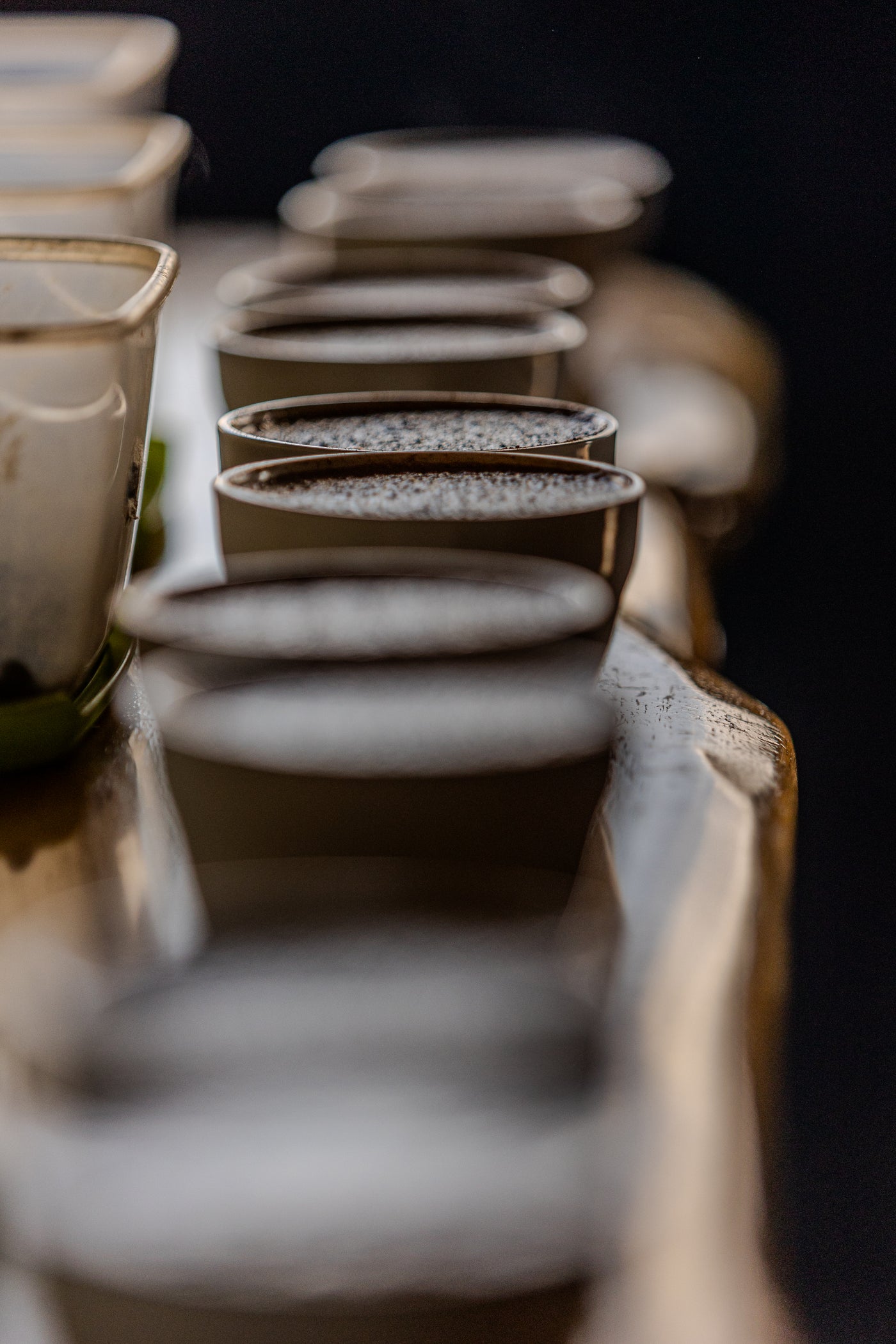 Dynamic Coffee Roasters