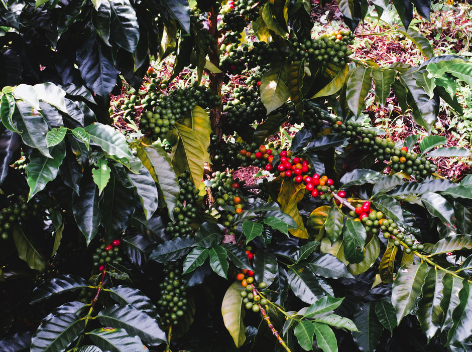 Dynamic Coffee Roasters